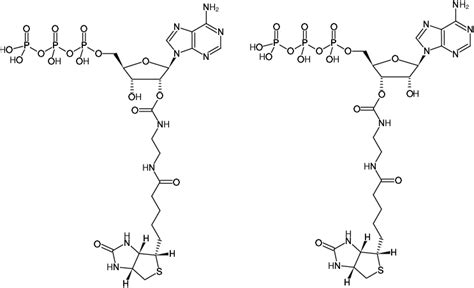 Eda Atp Biotin Adenosinas Marcadas Com Biotina Cellco
