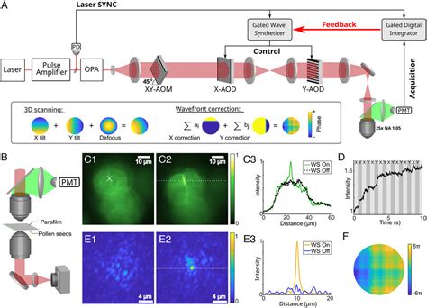 Fast Wavefront Shaping For Two Photon Brain Imaging With Multipatch Correction