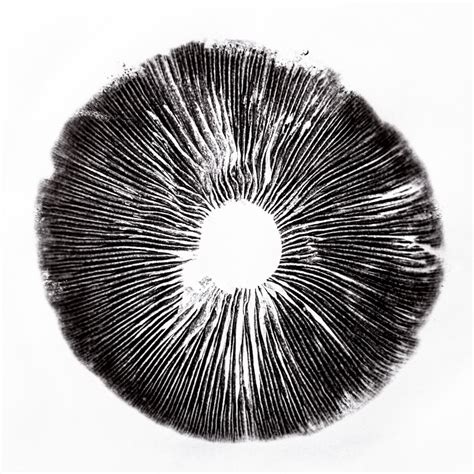 Ryzas Mycopedia Spore Print Ryza