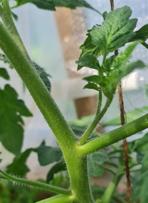 How To Properly Prune Tomatoes Patient Gardener