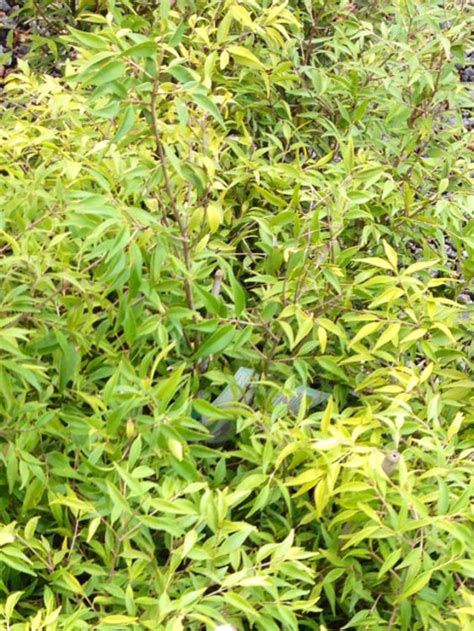 Syzygium Luehmannii Lulu Wholesale Nursery Nurseries In Melbourne