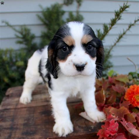 Cockalier Puppies For Sale Greenfield Puppies