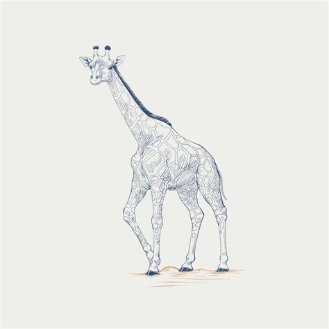 Vektor Sketsa Jerapah Unduh Vektor Berkualitas Tinggi Gratis Dari