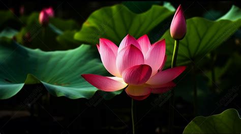 바탕화면에 연꽃이 피는 아름다운 배경화면 아름다운 연꽃 배경 피는 연꽃 배경 꽃이 배경 이미지 Hd 아름다운 연꽃 피는 연꽃 꽃이 배경 사진 무료 다운로드