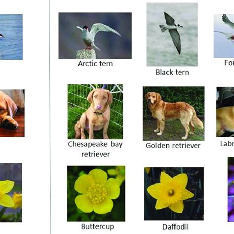 Progressive Fine Grained Image Classification Download Scientific Diagram