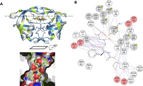 A Superimposition Of The Wild Type Blue Pdb Structure 4ll3 And A