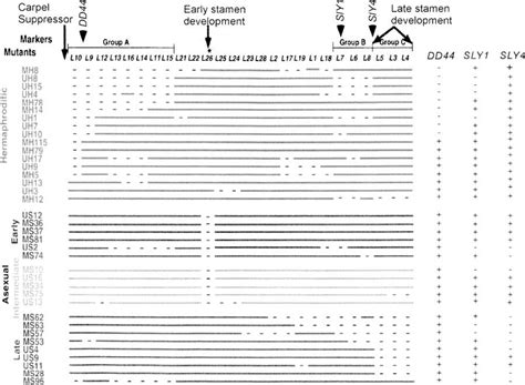 Aflp Deletion Map Of The S Latifolia Y Chromosome Showing Relative Download Scientific
