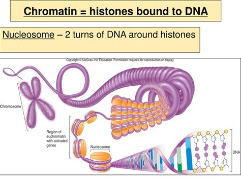 Review Slides Ppt Download