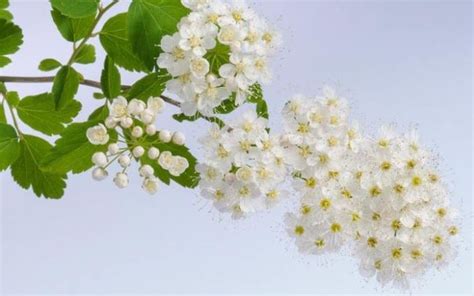 Spiraea × Vanhouttei Van Houttes Spirea American Gardener