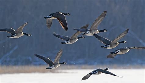 Canada Goose Learn About The Seven Subspecies 50 Ducks