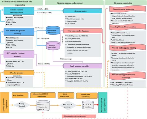 This Diagram Illustrates The Workflow Employed For The Genome Assembly Download Scientific