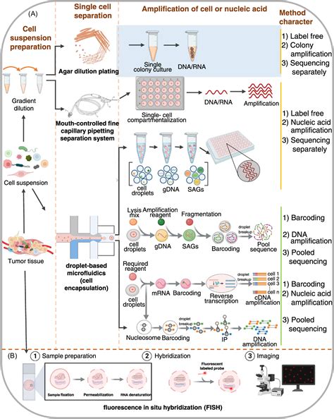 Figure 3 From Applying Multi‐omics Toward Tumor Microbiome Research Semantic Scholar