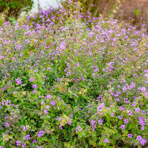 Purple Trailing Lantana Plants Express