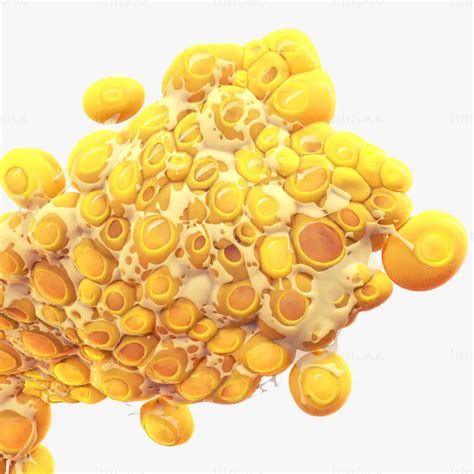 Fat Cell Anatomy 3d Model