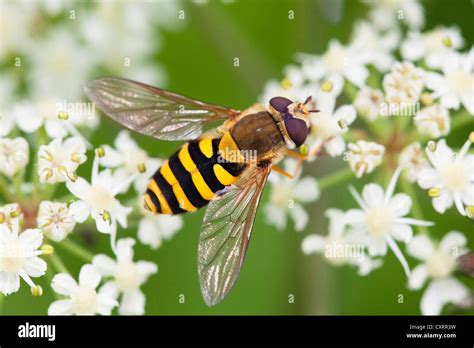 European Species Of Hoverfly Syrphus Ribesii Perched On A Plant Of The Order Umbelliflorae