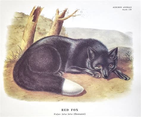 Black Melanistic Morph Red Fox By John James Audubon 9 X 12 Book