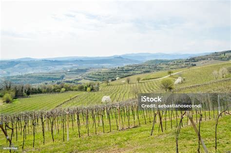 이탈리아 북부 베로나 근처 소아베 지역의 언덕에 있는 포도원 0명에 대한 스톡 사진 및 기타 이미지 0명 Soave Italy 경관 Istock