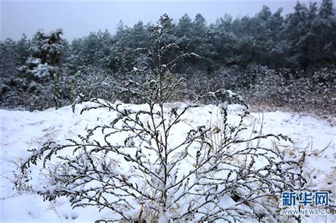云南富源雪落枝头 诗意人间 文化旅游 云桥网