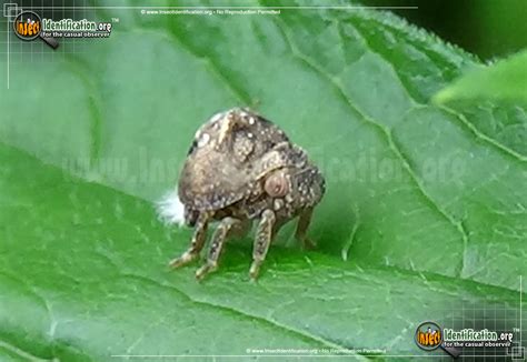 Treehopper