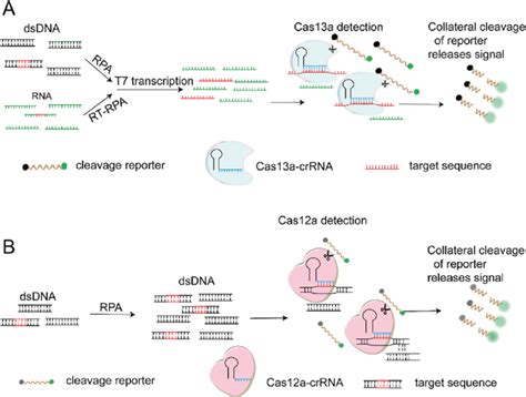Schematic Of The Sherlock And Detectr A Crispr Cas13a Based Download Scientific Diagram