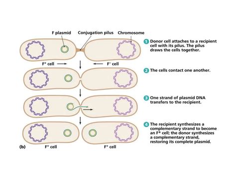 Plasmids And Their Features For Genetic Engineering Ppt