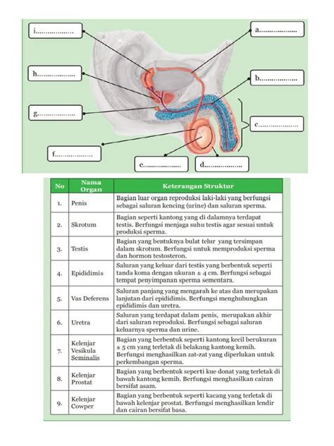 Struktur Organ Reproduksi Pria Pdf
