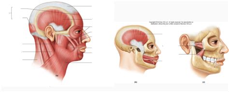 Facial Muscles Diagram Quizlet