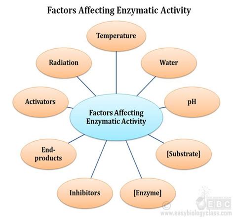 Factors Affecting Enzyme Activity Easybiologyclass