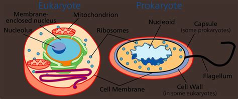 Detail Gambar Sel Prokariotik Dan Eukariotik Protista Koleksi Nomer 8