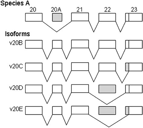 Diagram Showing Isoform Structure The Numbers Above The Boxes Indicate Download Scientific