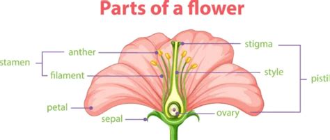 Parts Of A Flower And Functions Flower Anatomy
