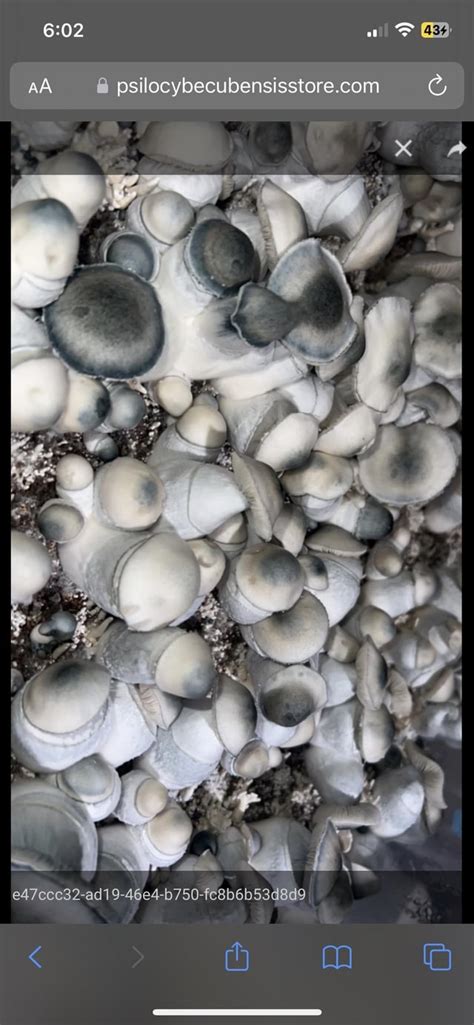 Starry Night Pe Spores R Unclebens