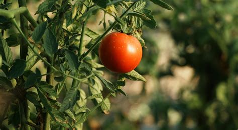 Solanum Lycopersicum Description Botanique Complète