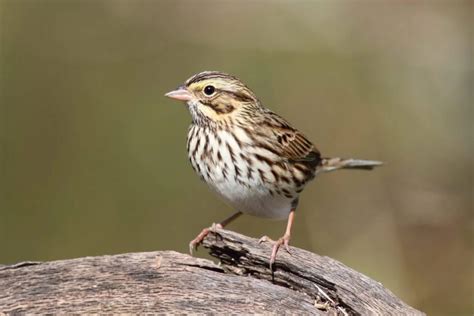 37 Brown Birds In Alabama Id Guide Pictures