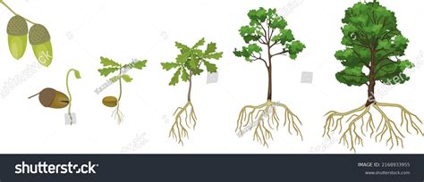 Life Cycle Oak Tree Growth Stages Stock Vector Royalty Free 2168933955