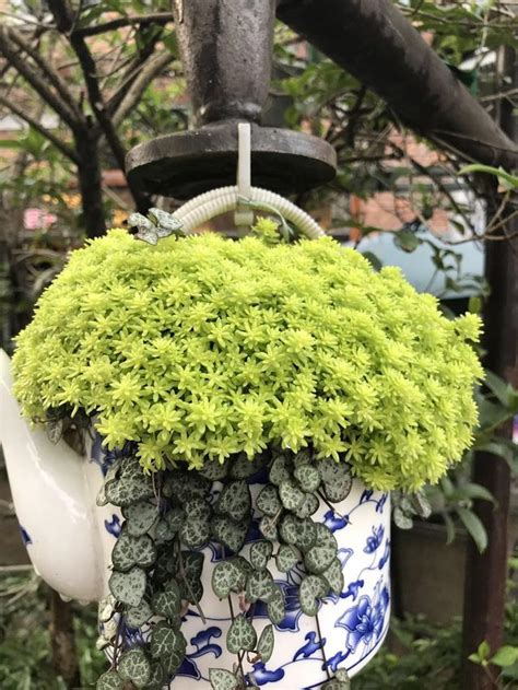 驟雨初歇信步庭園 每日頭條