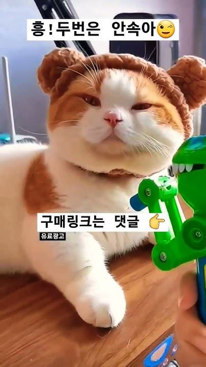 배부른 고양이 Youtube