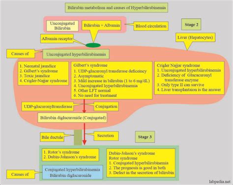 Bilirubin Metabolism And Jaundice Bilirubin Metabolism And Jaundice