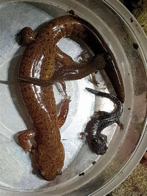 Hynobius from 대한민국 경상남도 의령군 칠곡면 on July 31 2019 at 10 59 AM by Kim
