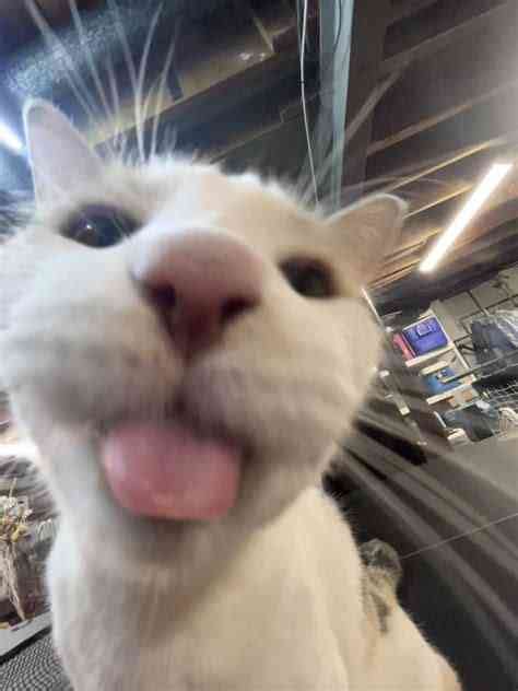 Tds Commandp Tier List Community Rankings Tiermaker