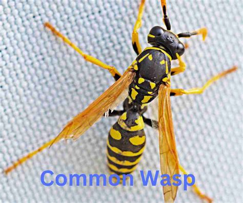 How To Identify Wasp Nest Recon Pest Control