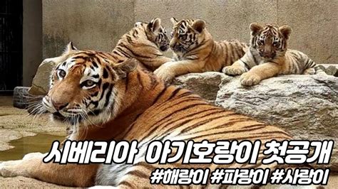 시베리아 아기호랑이 삼둥이 첫 공개 Youtube