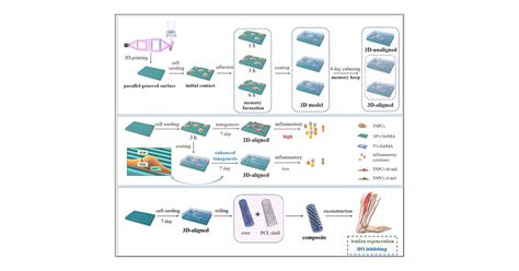 Sandwich Biomimetic Scaffold Based Tendon Stemprogenitor Cell Alignment In A 3d