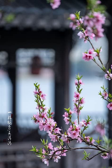【一株桃花香清浅摄影图片】生态摄影太平洋电脑网摄影部落