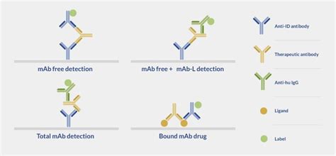 Anti Drug Antibodies Proteogenix Us