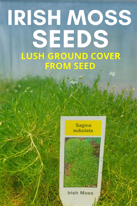 Irish Moss Seeds Sagina How To Grow Care And Design With Ground