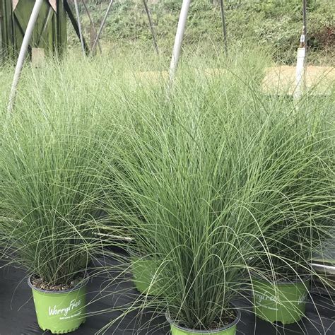 Miscanthus Sinensis Scout Maiden Grass From Saunders Brothers Inc