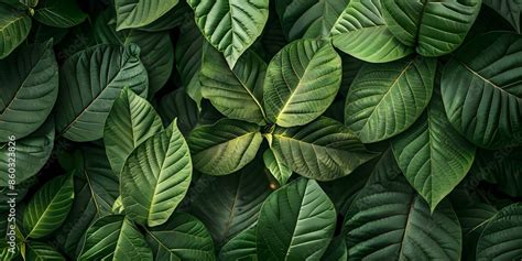 Highlighting The Medicinal Plant Kratom With Dark Leaves On A Green