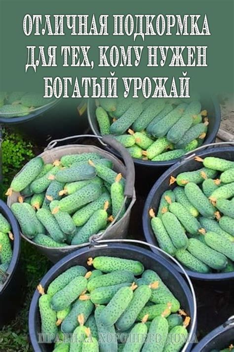 Отличная подкормка для тех кому нужен богатый урожай Садовые вредители Возвышенные огороды