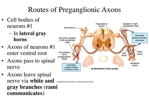 Ppt The Autonomic Nervous System Powerpoint Presentation Free